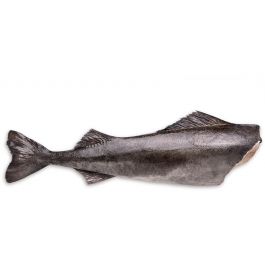 Usa WILD black cod fish headed and gutted 190 aed/kg - 2.25 to 2.5 kg ...