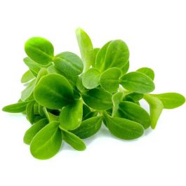 Freshly cut soil-grown Borage micro cress - 30G- ORDER BEFORE 12NN FOR ...