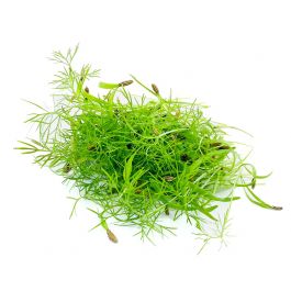 FRESHLY CUT SOIL-GROWN DILL MICRO CRESS - 15G- ORDER BEFORE 12NN FOR ...