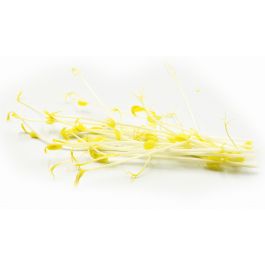 Freshly cut soil-grown golden pea cress - 20g - ORDER BEFORE 12NN FOR ...