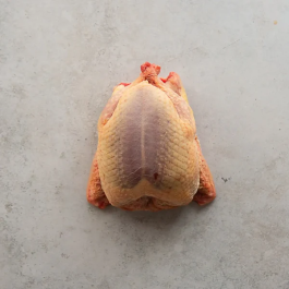 Squab pigeon - +/- 300g (halal) (frozen)