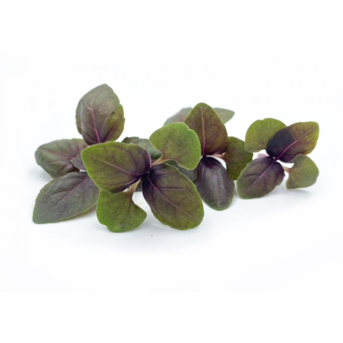 FRESHLY CUT SOIL-GROWN BASIL RED RUBIN MICRO CRESS - 15G - ORDER BEFORE ...