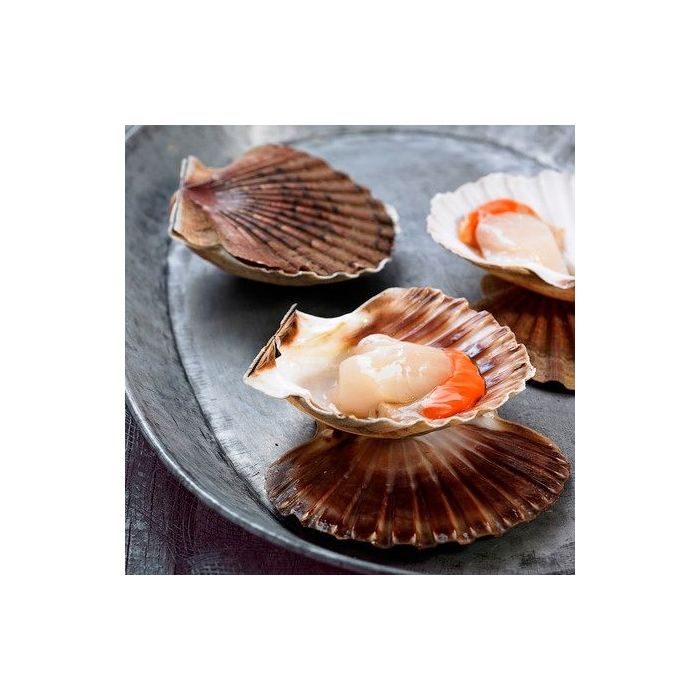 Dived, live, WILD scallops with shell from Norway size 3/4 - 1kg