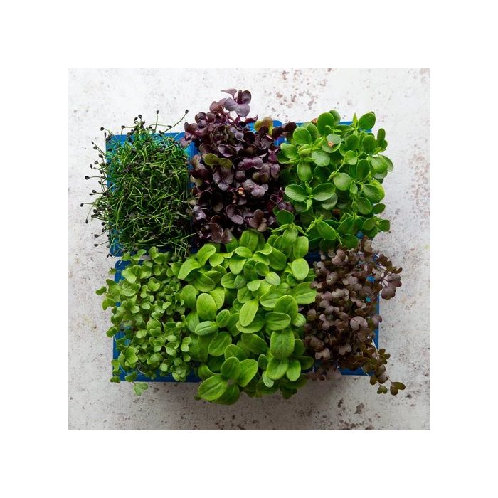 Sakura mixed cress - Dubai and Abu Dhabi - Secrets Fine Food
