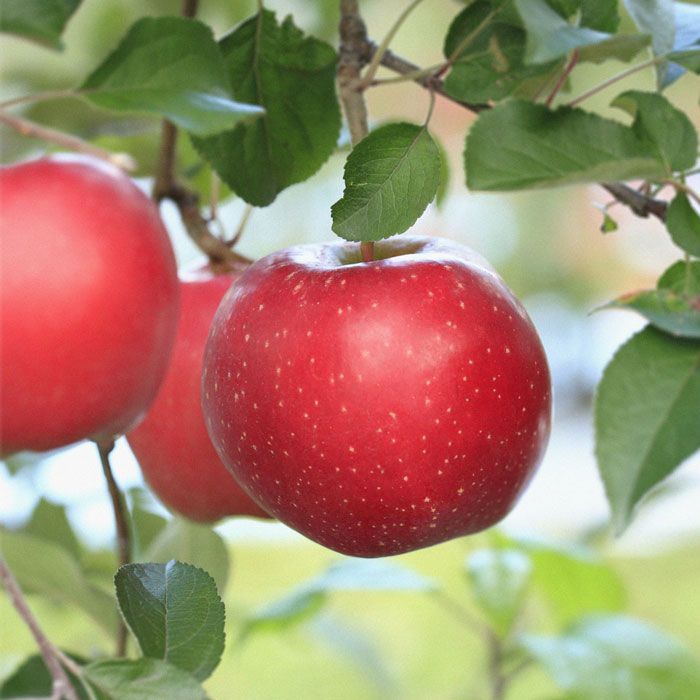 Premium Japanese Sun Fuji apple from Aomori