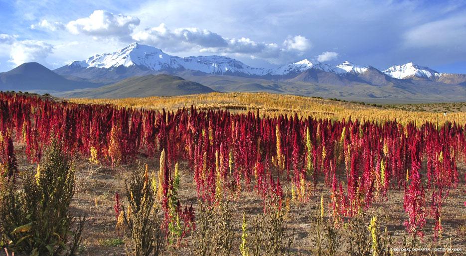 Why is quinoa so trendy ? - Secrets Room