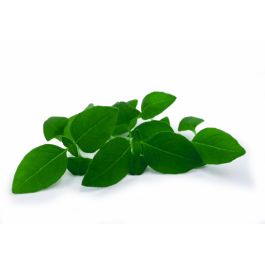 Freshly cut soil-grown lemon basil micro cress - 15g - ORDER BEFORE ...