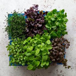 Sakura mixed cress - Dubai and Abu Dhabi - Secrets Fine Food